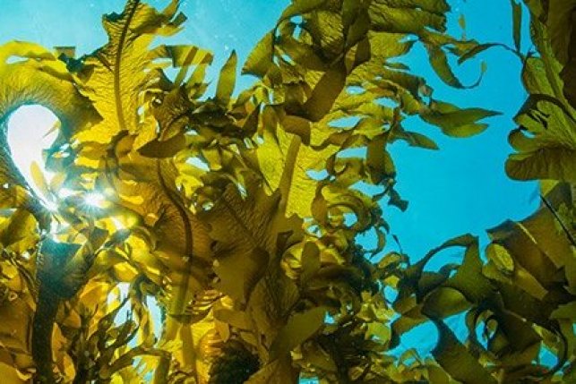 Seaweed: towards a greener future
